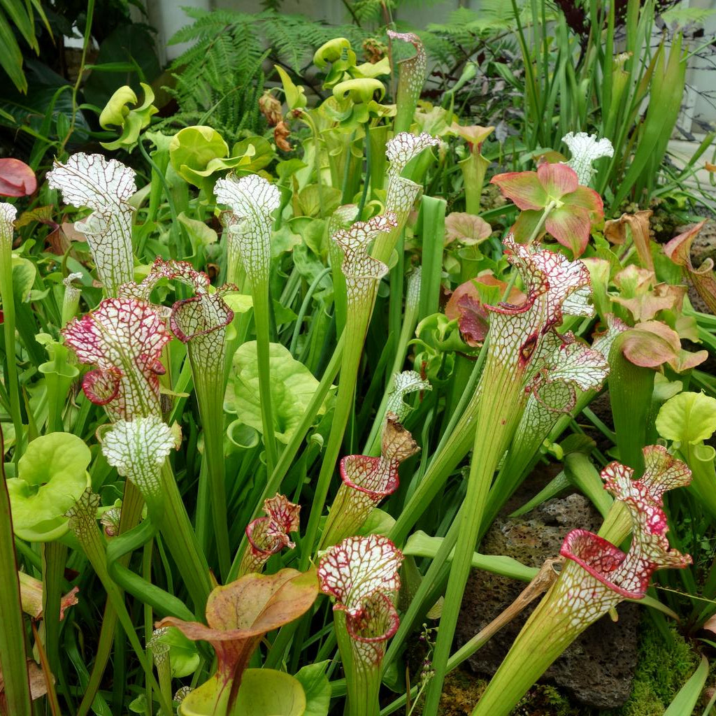 Sarracenia leucophylla PITCHER PLANT TALL Very-Tall Pitcher Plants ...