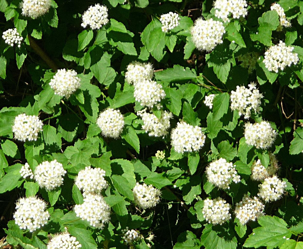 Physocarpus opulifolius PRAIRIE NINEBARK – Ferri Seeds