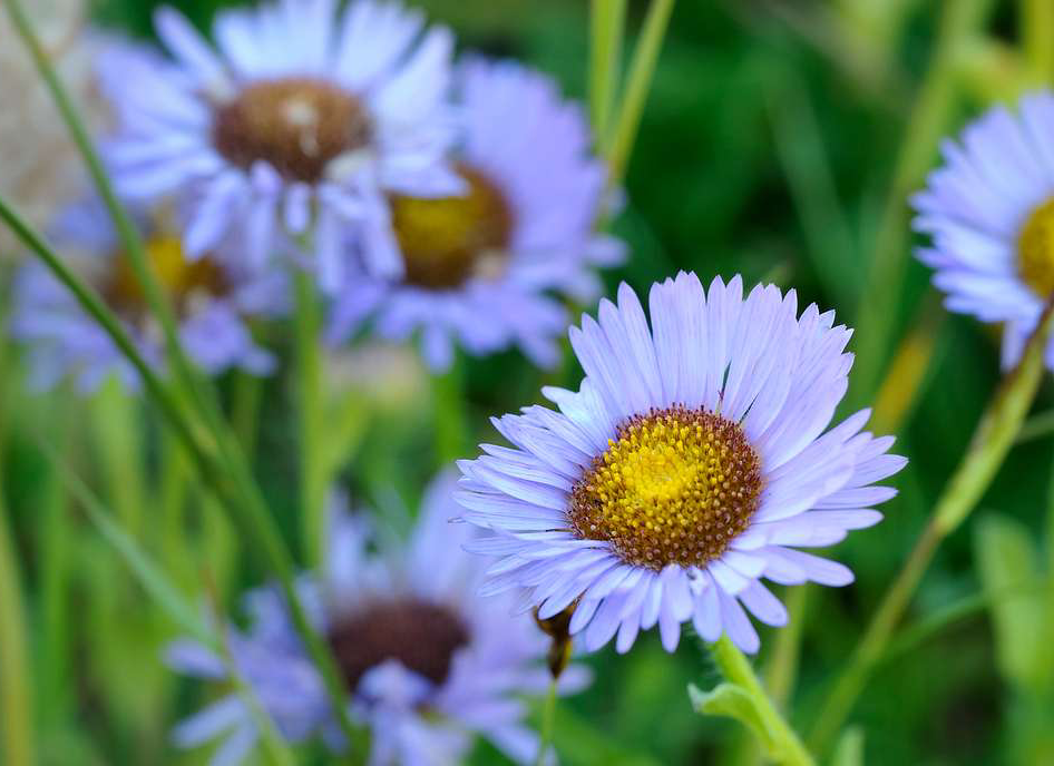 Erigeron glaucus BEACH ASTER – Ferri Seeds