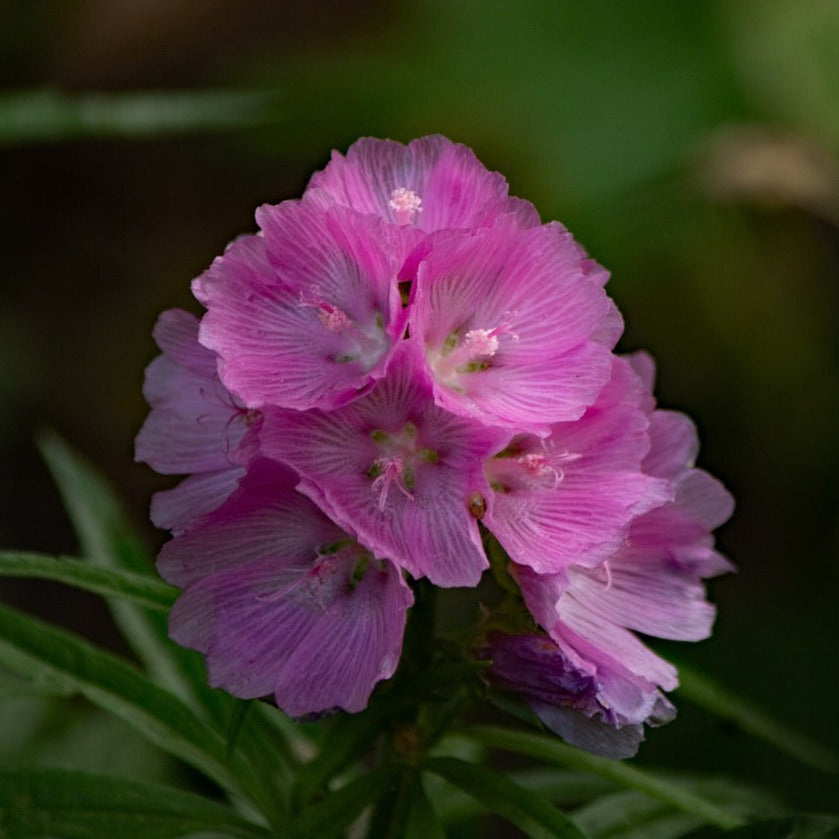Sidalcea malviflora PRAIRIE MALLOW PARTY GIRL, PARTYGIRL – Ferri Seeds