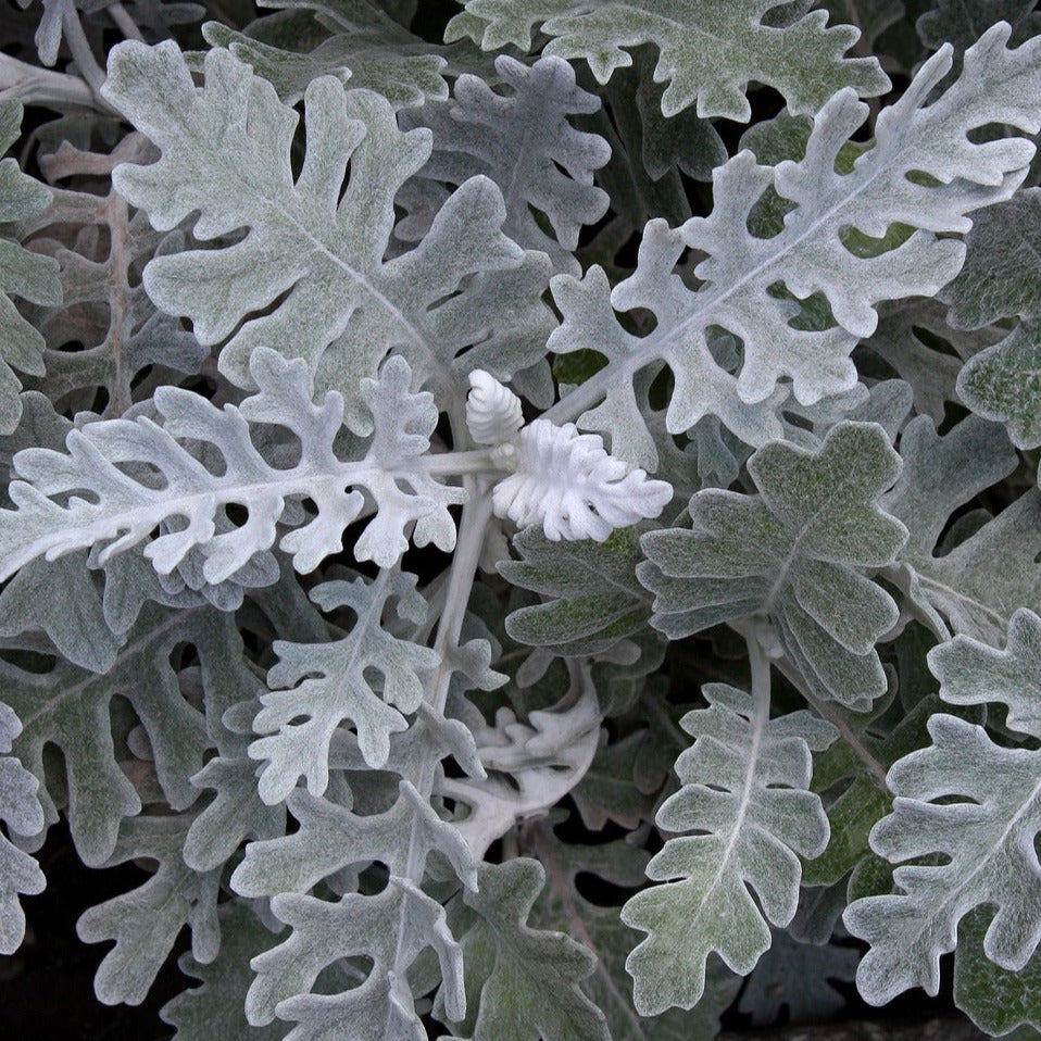 Senecio cineraria SILVER DUSTY MILLER – Ferri Seeds