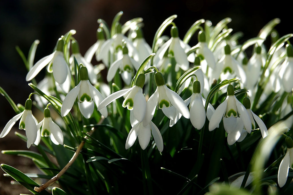 Galanthus nivalis SNOWDROP – Ferri Seeds