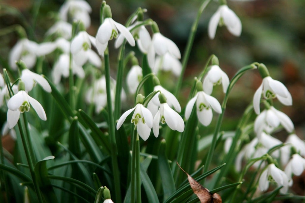 Galanthus plicatus PLEATED SNOWDROP – Ferri Seeds