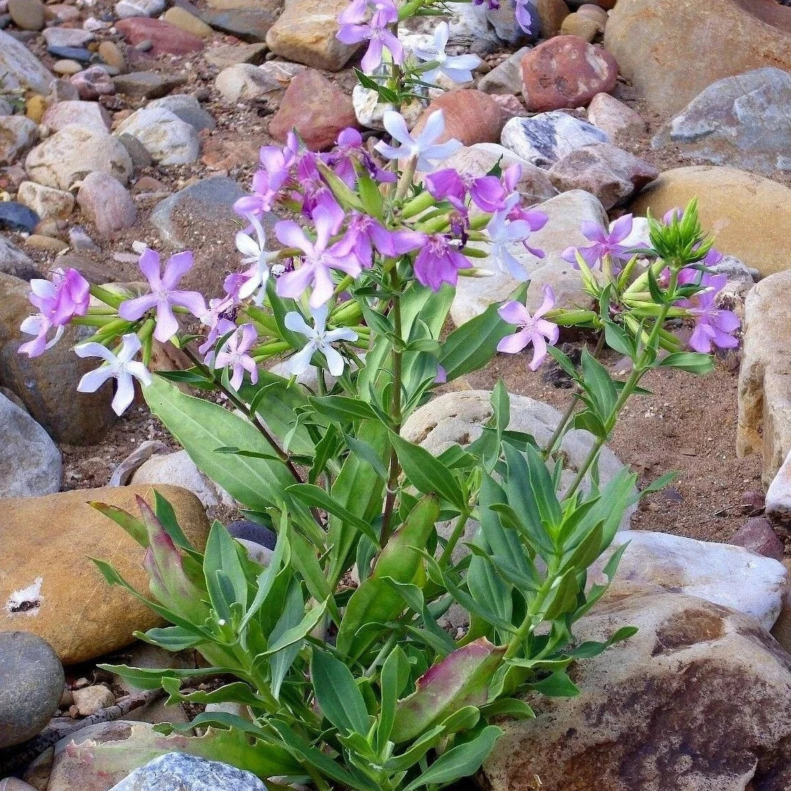 WILDFLOWER SOAPWORT Saponaria Rosea Officinalis – Ferri Seeds