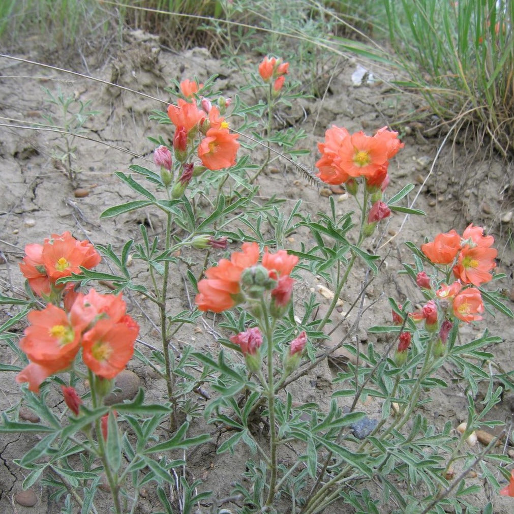 Sphaeralcea coccinea SCARLET GLOBEMALLOW – Ferri Seeds