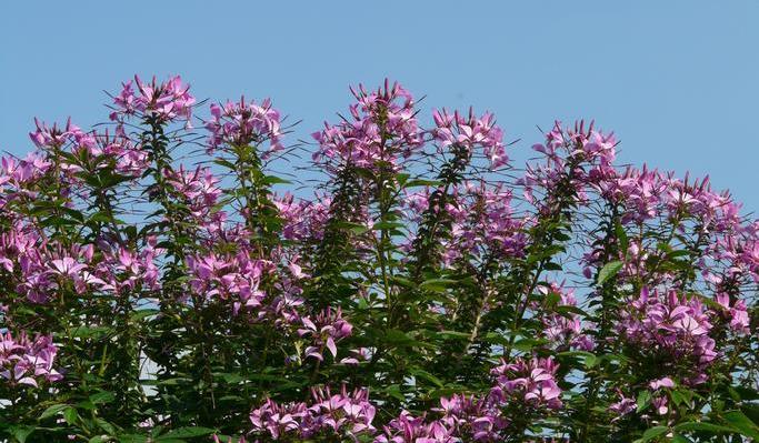 Cleome spinosa SPIDER FLOWER 'SPARKLER LAVENDER' – Ferri Seeds