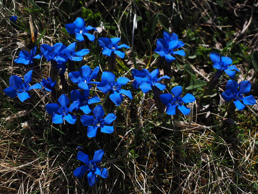 Gentiana verna SPRING GENTIAN DEEP BLUE – Ferri Seeds