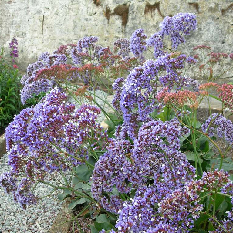 Limonium perezii 'Atlantis Blue Smoke' SEA LAVENDER – Ferri Seeds