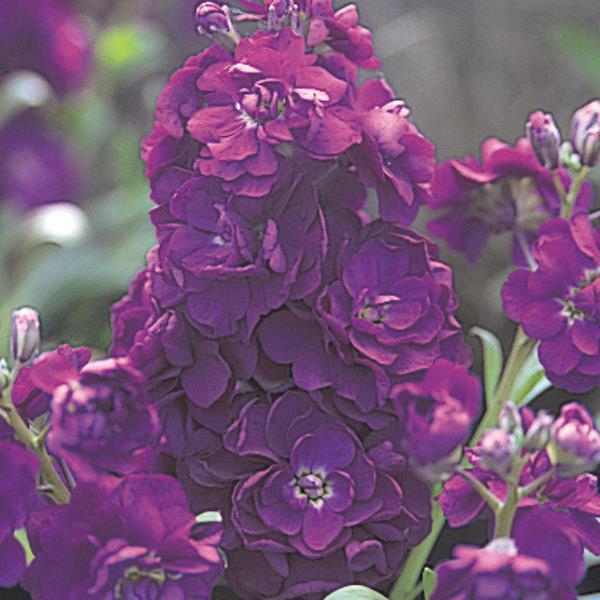 Matthiola incana STOCKS 'KATZ PURPLE' – Ferri Seeds