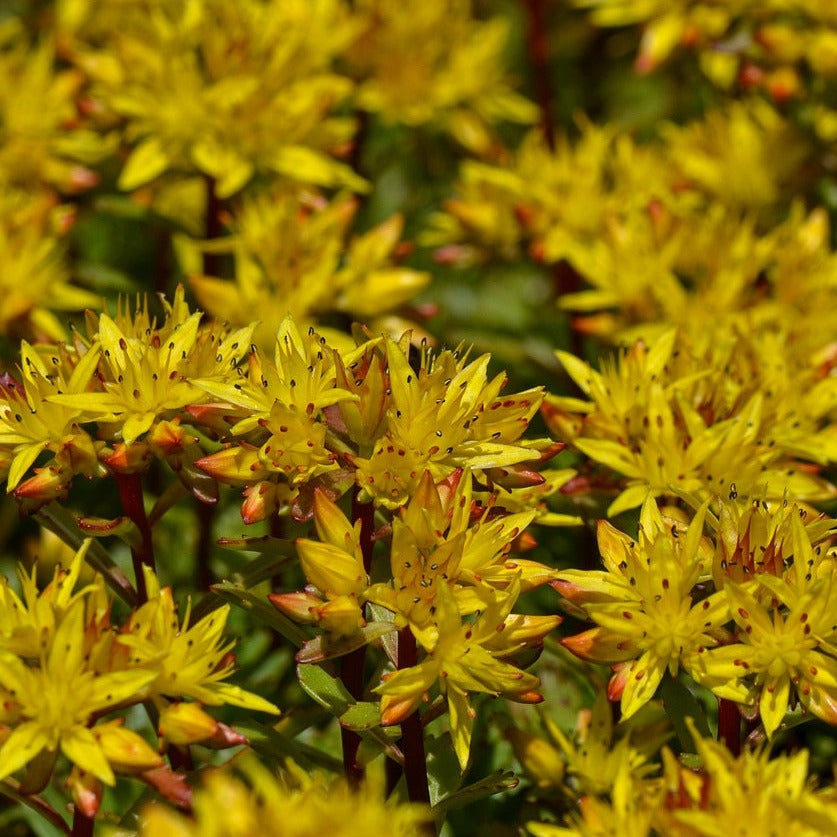 Sedum hybridum CZAR'S GOLD STONECROP – Ferri Seeds