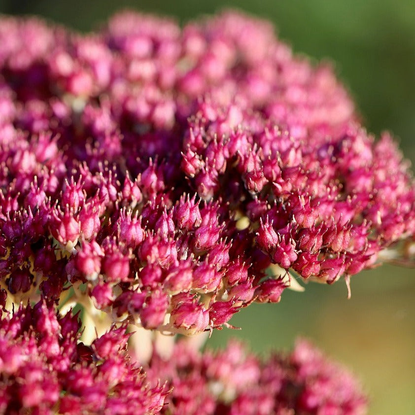Sedum telephium STONECROP 'EMPEROR WAVES' – Ferri Seeds