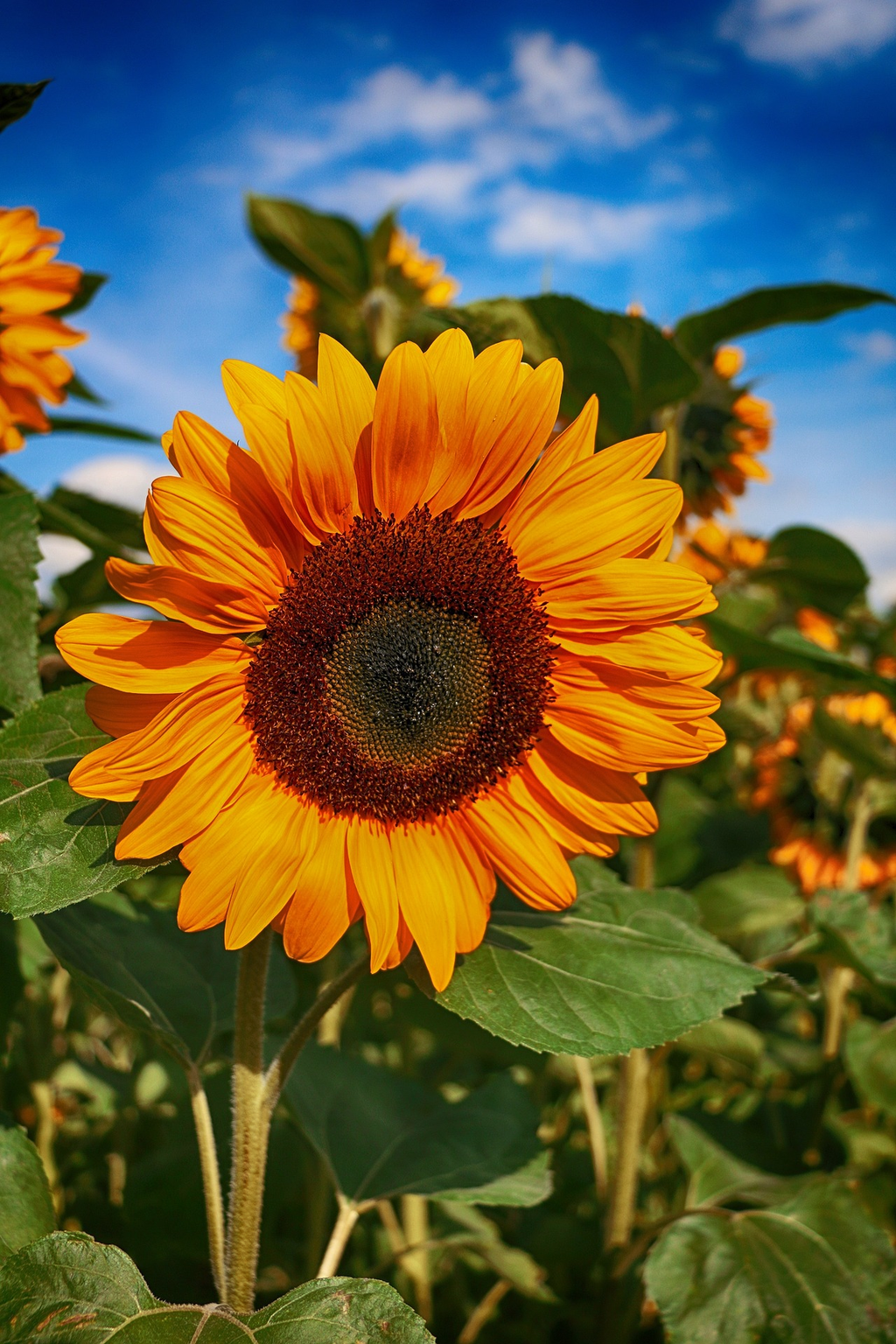 Helianthus annuus SUNFLOWER 'SORAYA' – Ferri Seeds