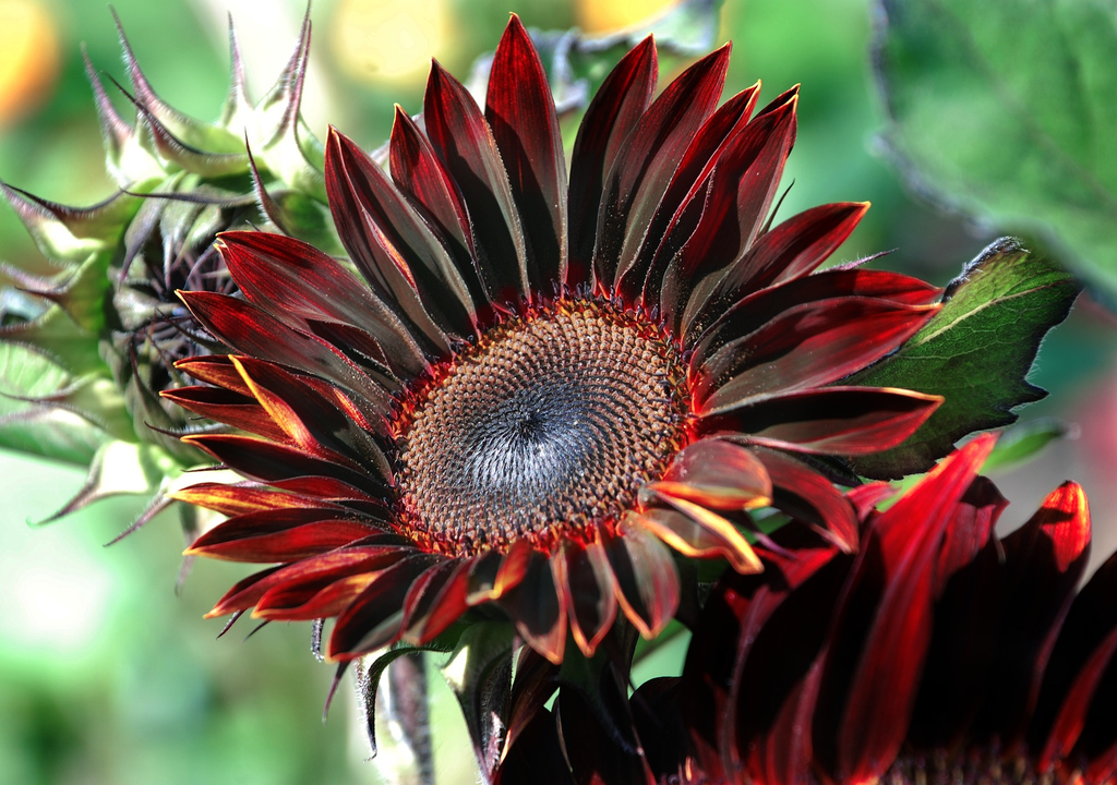 Helianthus SUNFLOWER 'CLARET' – Ferri Seeds