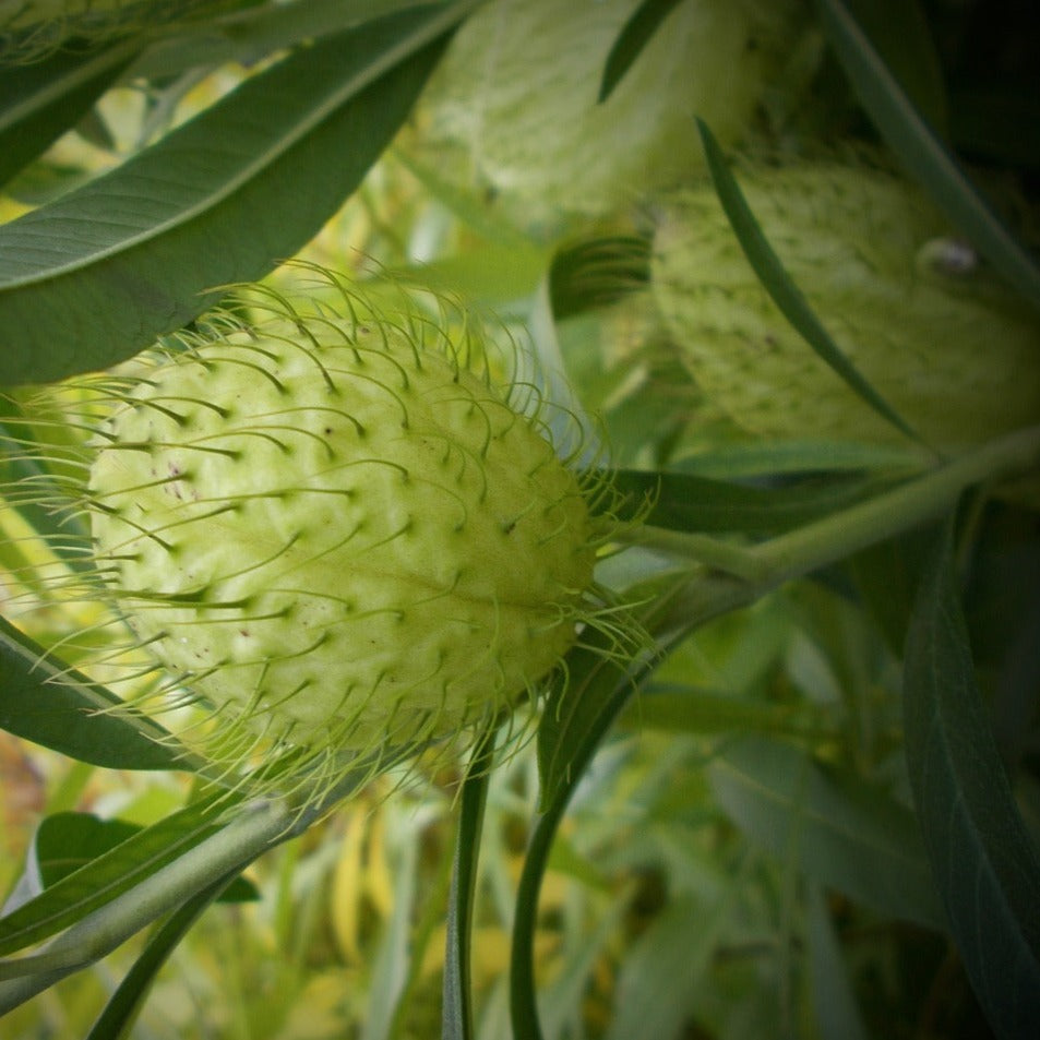 Asclepias fruticosa SWAN PLANT MILKWEED – Ferri Seeds