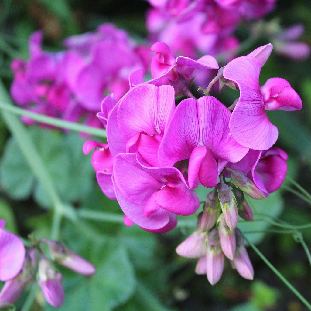 Lathyrus latifolius PERENNIAL SWEET PEA 'RED PEARL' – Ferri Seeds