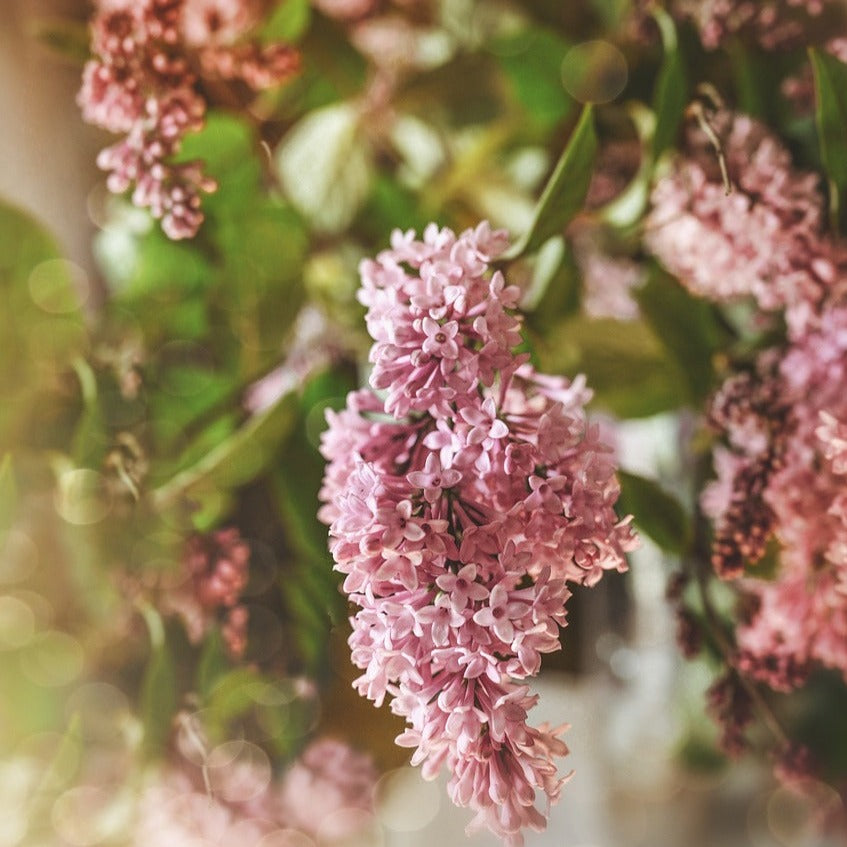 Syringa komarowii WEEPING NODDING LILAC – Ferri Seeds