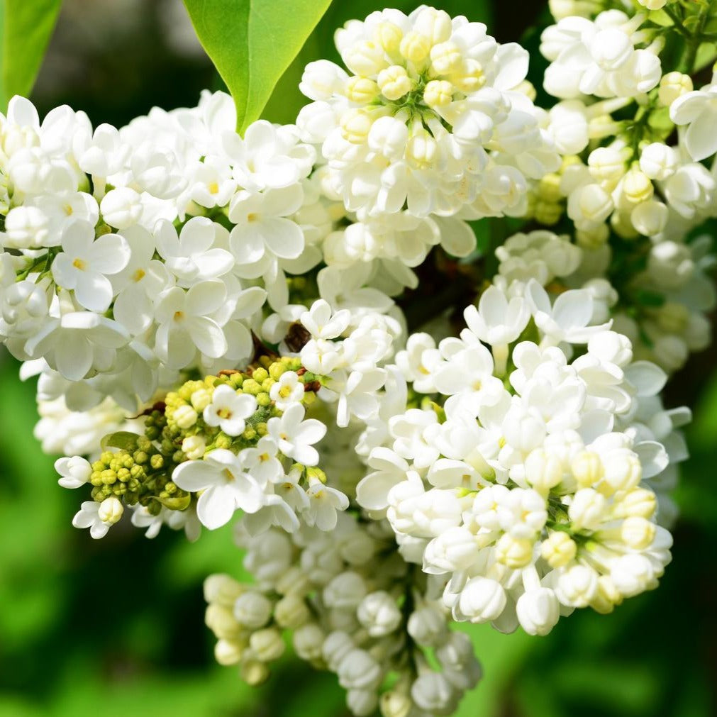 Syringa vulgaris FRENCH LILAC – Ferri Seeds