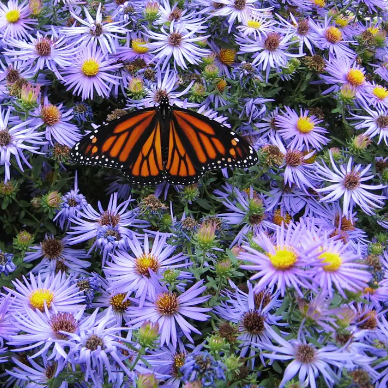 Aster spectabilis SHOWY ASTER – Ferri Seeds
