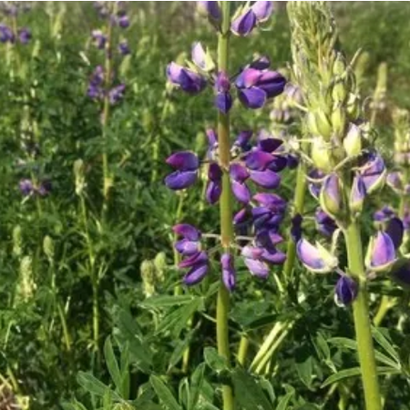 Native – Page 5 – Ferri Seeds