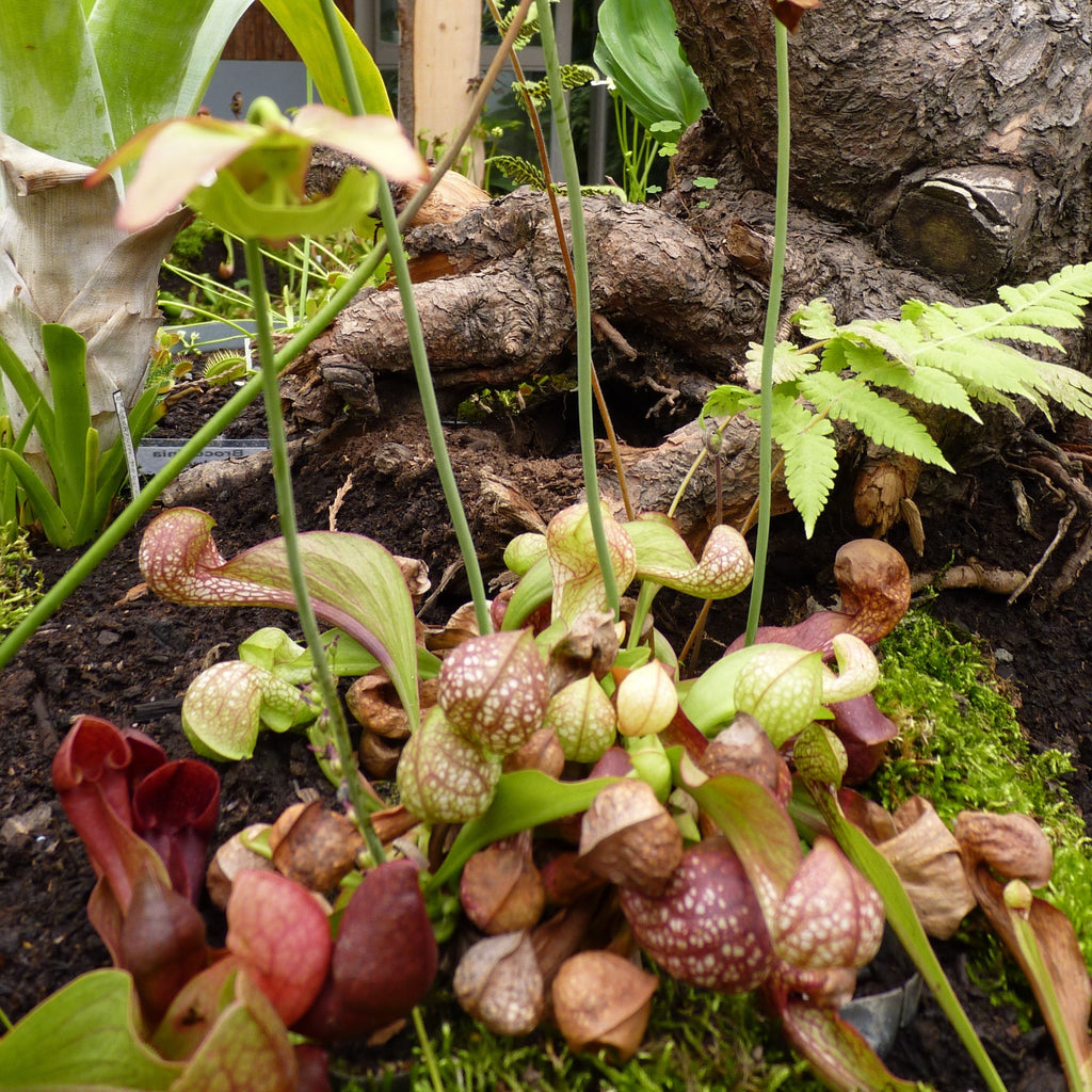 Sarracenia psittacina PARROT PITCHER PLANT – Ferri Seeds