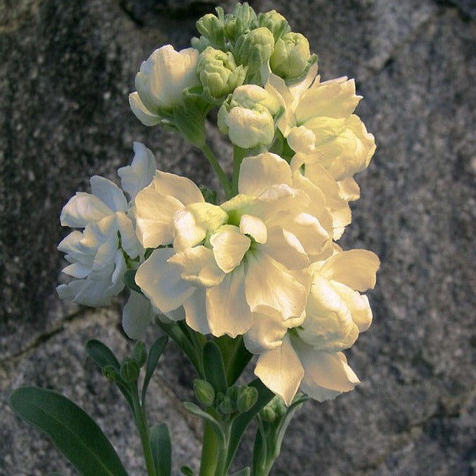 Matthiola incana STOCKS ANYTIME YELLOW SCENTED – Ferri Seeds