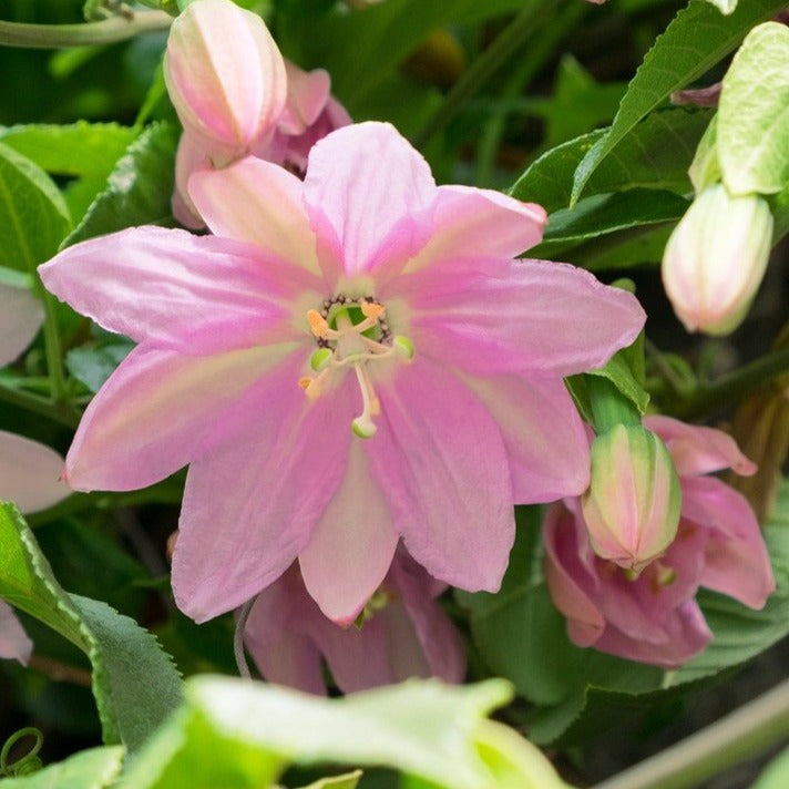 Passiflora coactilis PASSION FLOWER VINE – Ferri Seeds