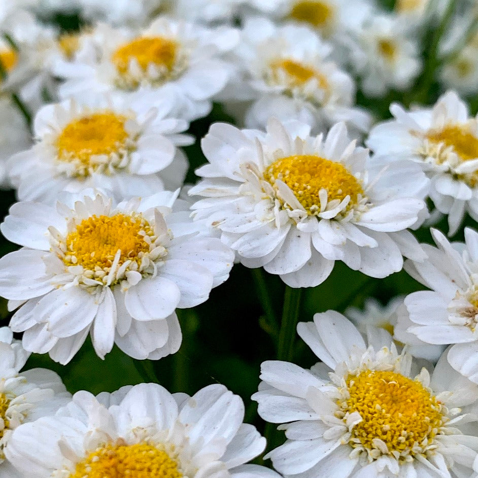 Tanacetum parthenium TETRA WHITE FEVERFEW – Ferri Seeds