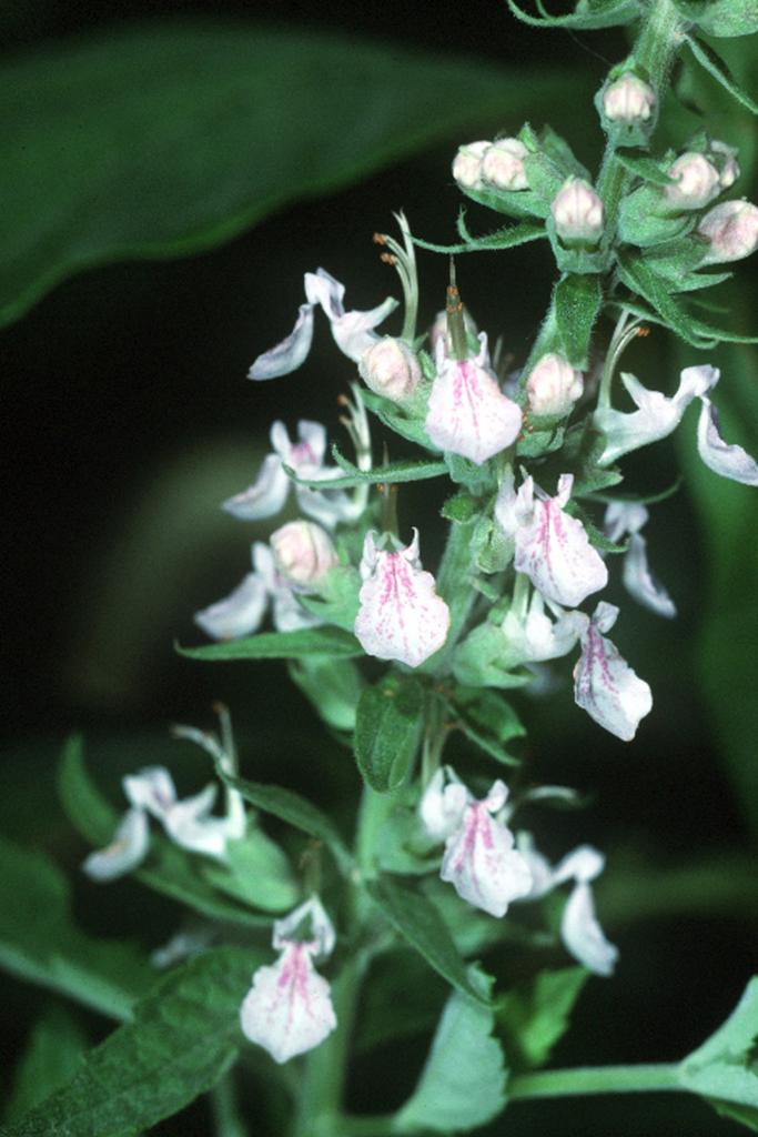 Teucrium canadense CANADIAN GERMANDER, AMERICAN GERMANDER – Ferri Seeds