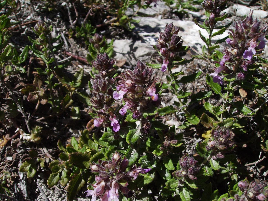 Teucrium chamaedrys WALL GERMANDER – Ferri Seeds
