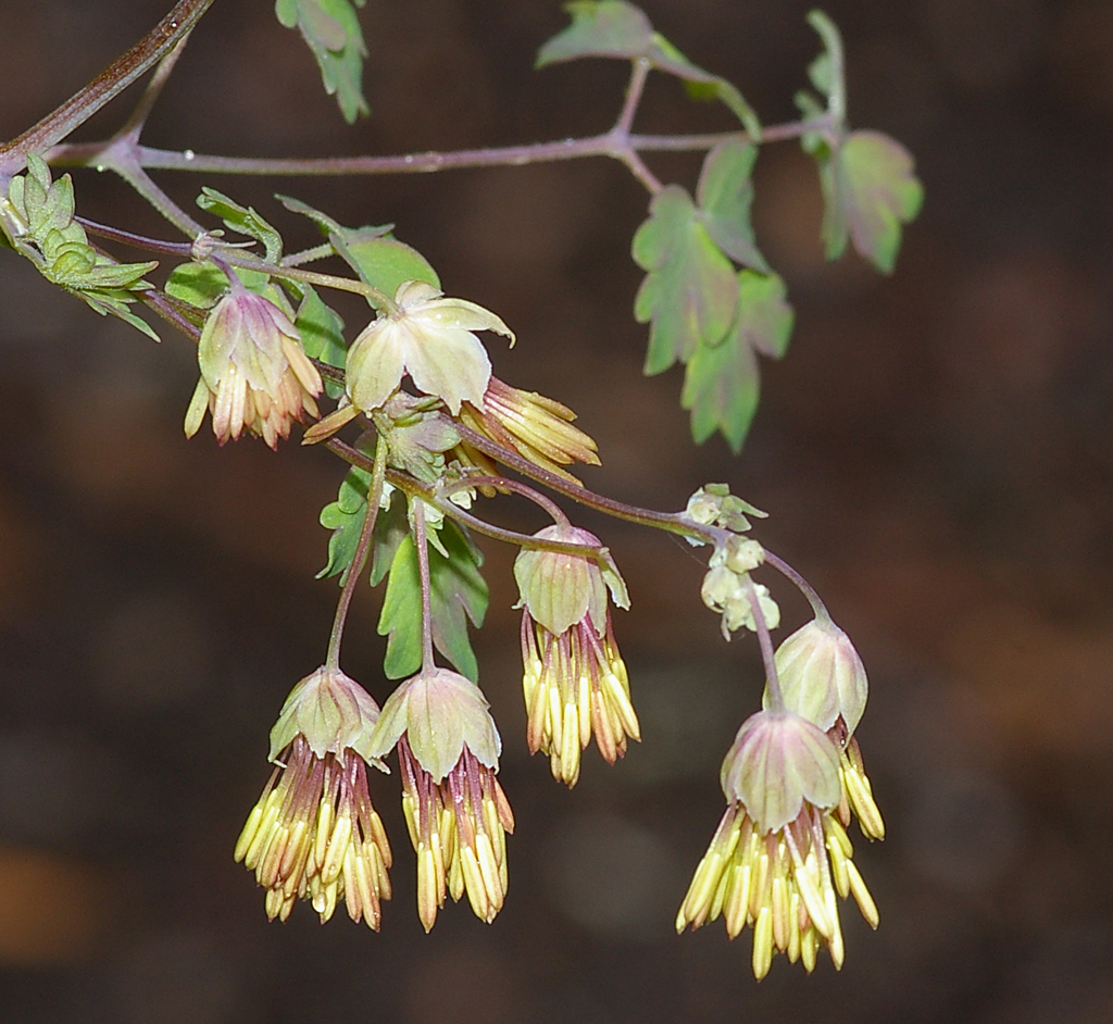 Thalictrum aquilegiifolium YELLOW MEADOW RUE – Ferri Seeds