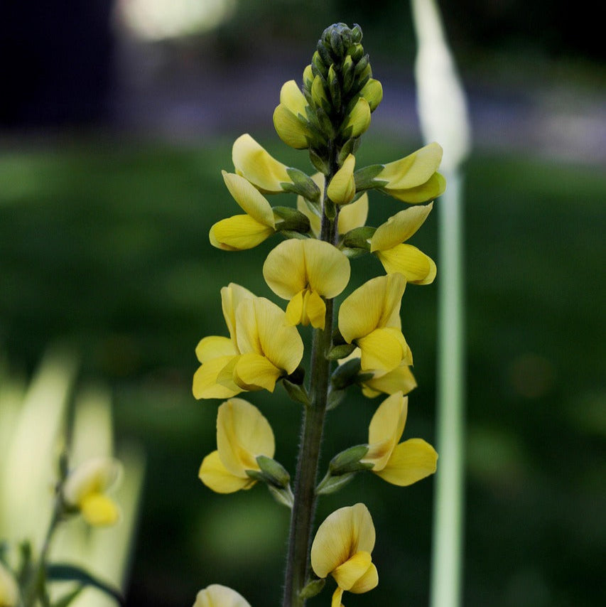Thermopsis caroliniana BLUE-RIDGE BUCKBEAN – Ferri Seeds