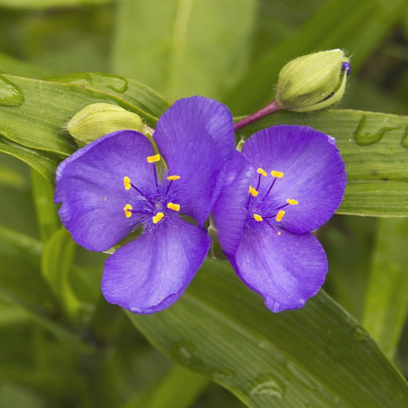 Tradescantia ohioensis OHIO SPIDERWORT, BLUEJACKET – Ferri Seeds