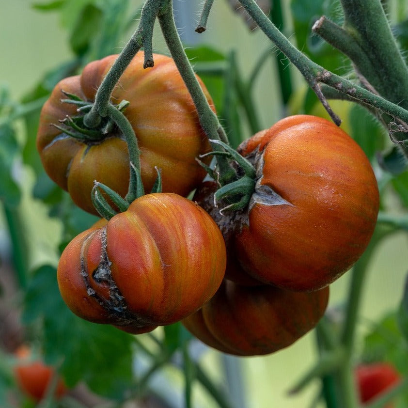 Solanum lycopersicum TOMATO 'TIGERELLA' Organic Heirloom – Ferri Seeds