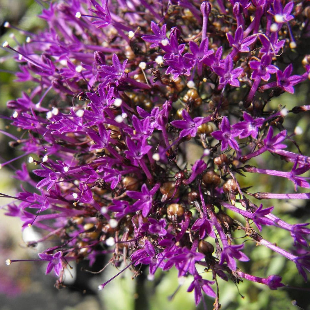 Trachelium caeruleum THROATWORT 'BLACK KNIGHT' – Ferri Seeds