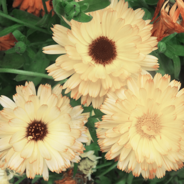 Calendula officinalis SNOW PRINCESS CALENDULA – Ferri Seeds