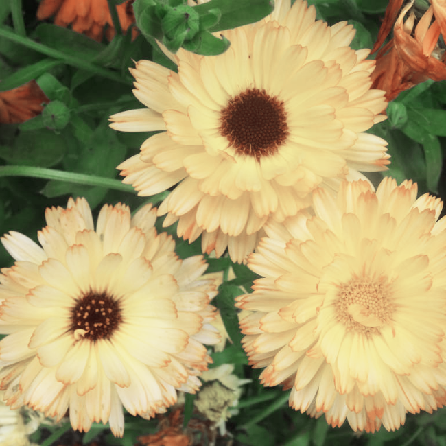 Calendula officinalis SNOW PRINCESS CALENDULA – Ferri Seeds