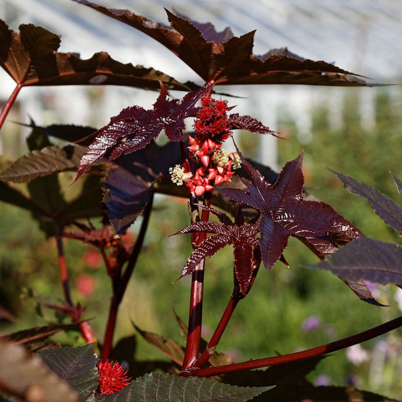 Ricinus carmencita CASTOR BEAN RED – Ferri Seeds