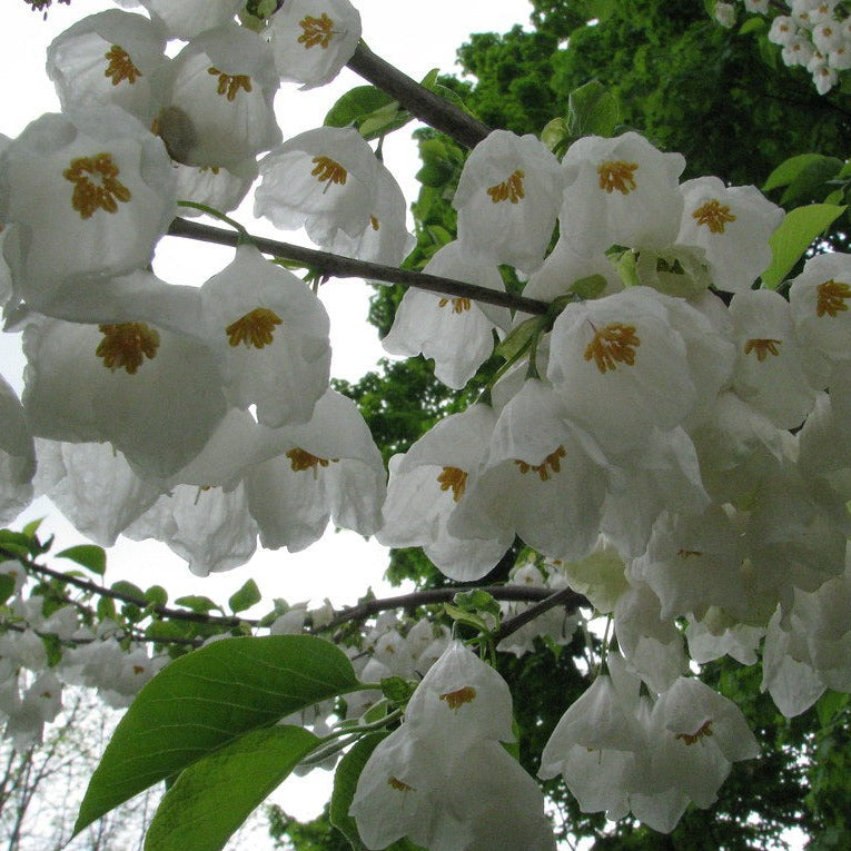 Halesia carolina CAROLINA SILVERBELL – Ferri Seeds