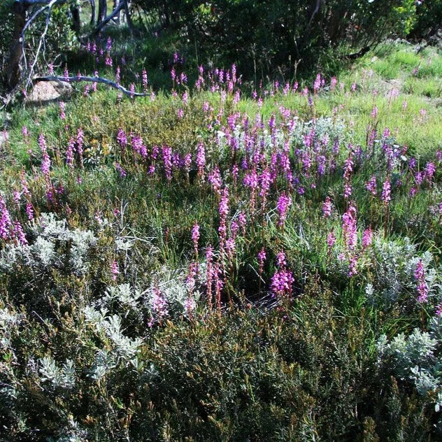 Stylidium Graminifolium CARNIVOROUS TRIGGER PLANT – Ferri Seeds