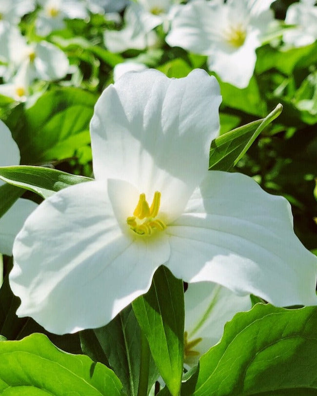 Native Plant Seeds – Ferri Seeds