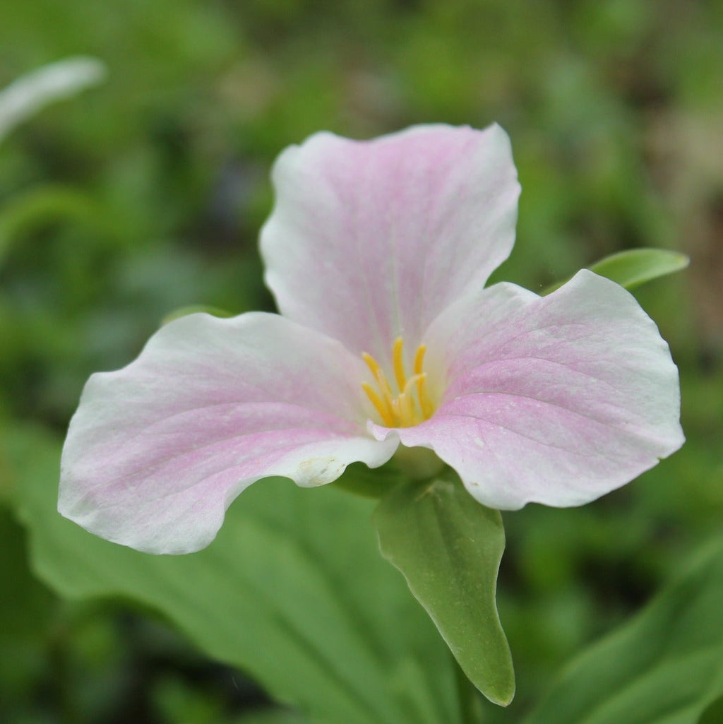 Rivale pseudotrillium BROOK TRILLIUM, WAKEROBIN – Ferri Seeds