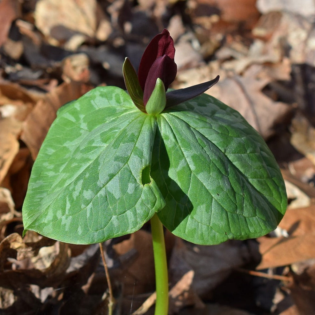 Trillium kurabayashii GIANT RED TRILLIUM – Ferri Seeds