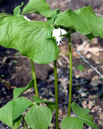 Native Plant Seeds – Page 4 – Ferri Seeds