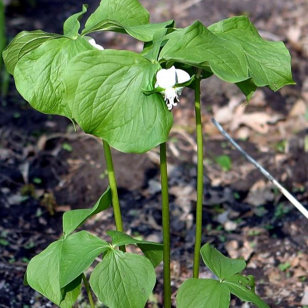 Trillium cernuum NODDING TRILLIUM – Ferri Seeds