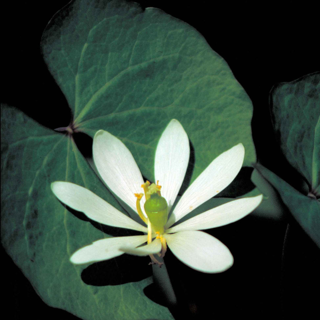Trillium kurabayashii GIANT RED TRILLIUM – Ferri Seeds