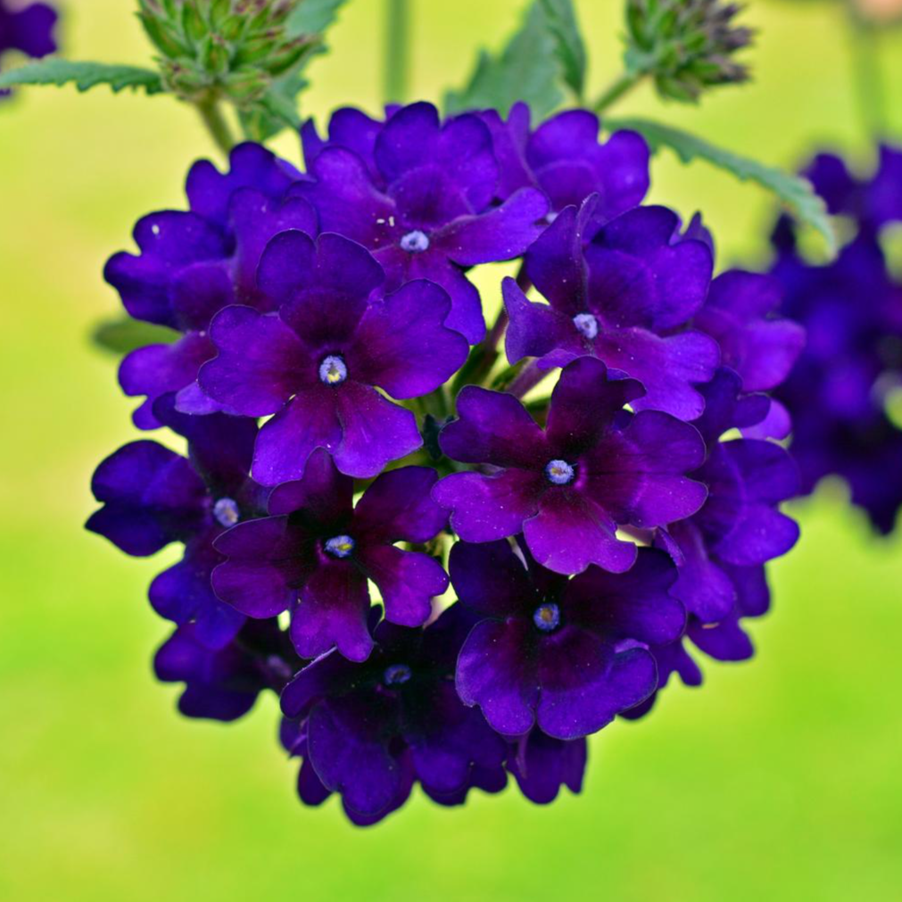 Verbena hybrida VERBENA 'TUSCANY BLUE' – Ferri Seeds