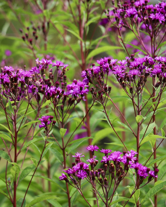 Native Plant Seeds – Page 4 – Ferri Seeds