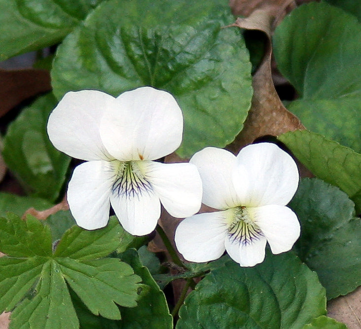 Viola sororia WHITE-FLOWERED VIOLA – Ferri Seeds