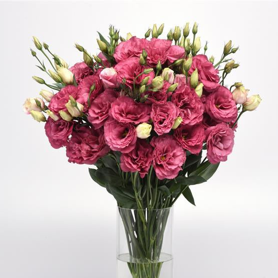 Eustoma grandiflorum LISIANTHUS RED CARMINE – Ferri Seeds