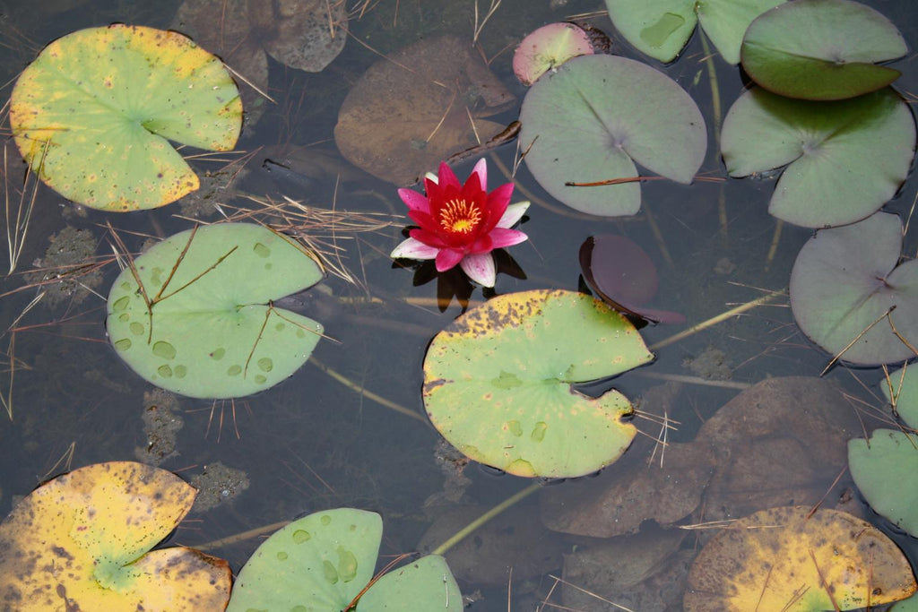 Nelumbo nucifera RED WATER LOTUS – Ferri Seeds